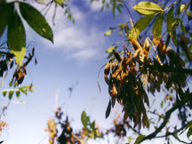 Grow an Ash Tree from Seed | An Easy to Follow Guide from TCV