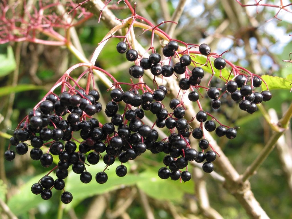 How To Grow Trees | A Complete Guide From TCV
