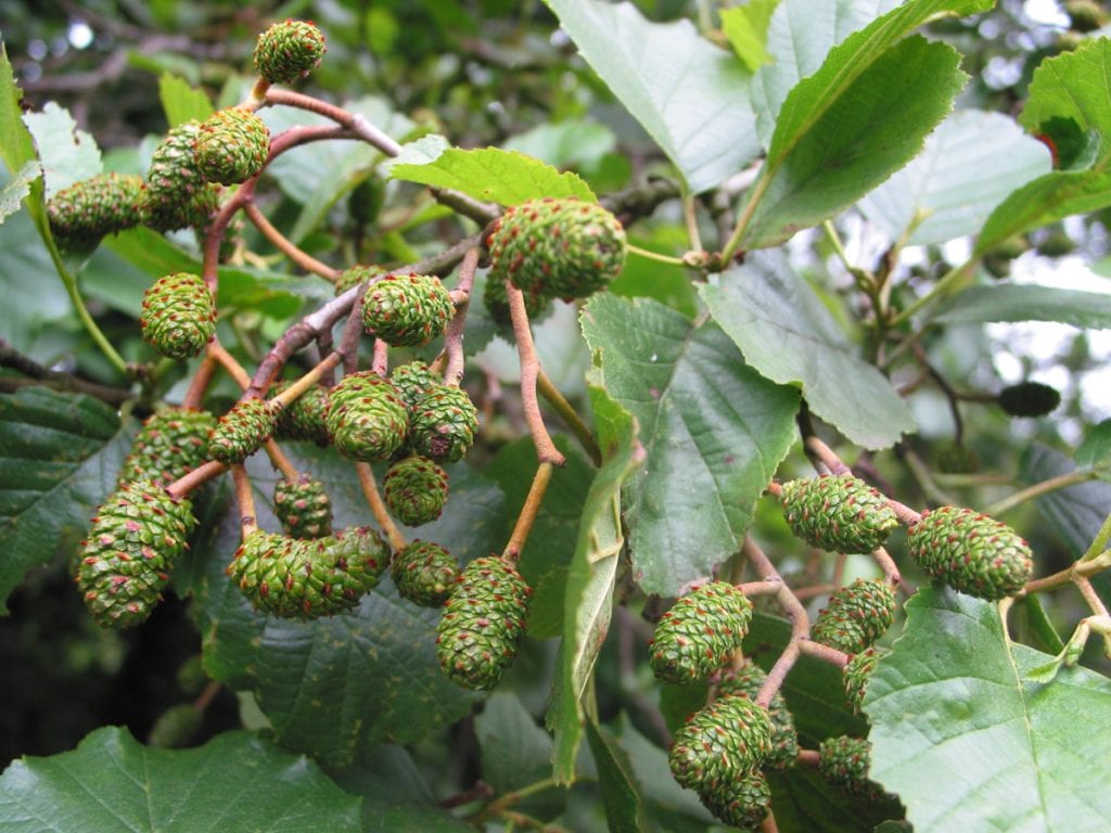 How To Grow Trees | A Complete Guide From TCV