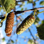 How to identify the Silver birch tree (Betula pendula) in a few easy steps