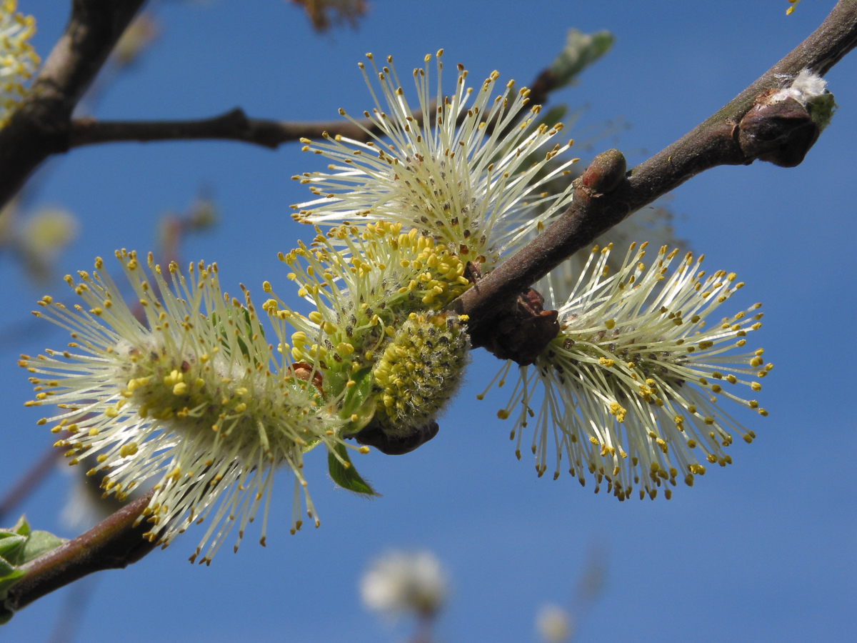 Goat willow - How To Grow Trees