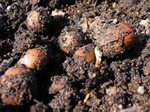 Hazel - how to grow a hazel trees from seed | a guide from TCV