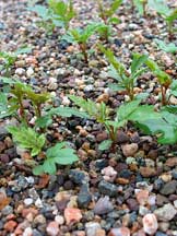 Rowan - How to Grow a Rowan Tree (Mountain Ash) with TCV