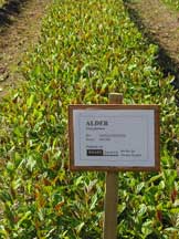 Grow Alder Trees from Seed - it's easy - A Guide from TCV