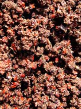 Grow Alder Trees from Seed - it's easy - A Guide from TCV