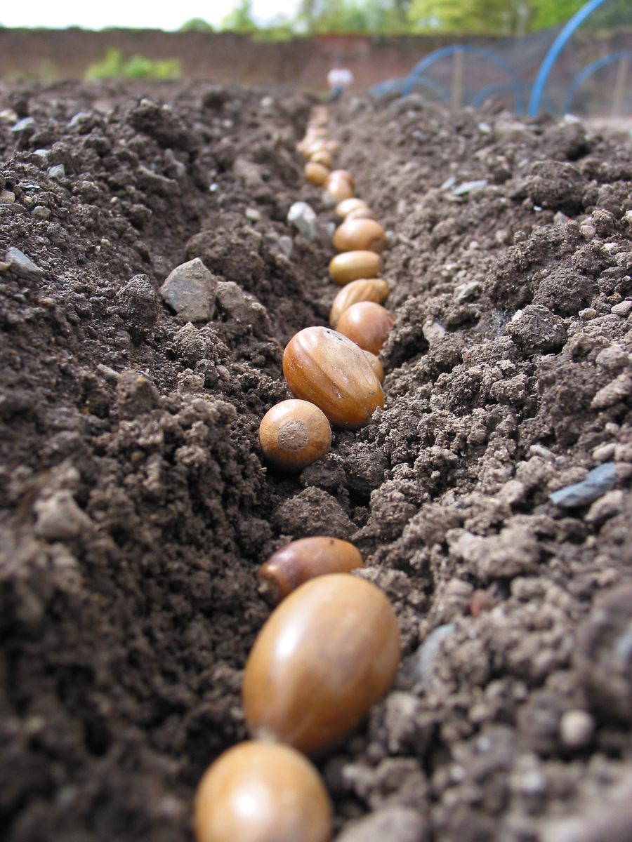 Sowing - Grow a tree with TCV