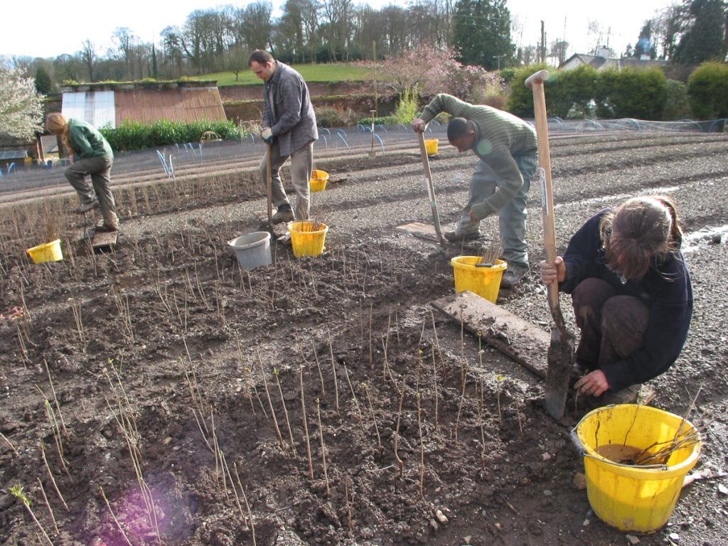 How To Grow Trees | A Complete Guide From TCV