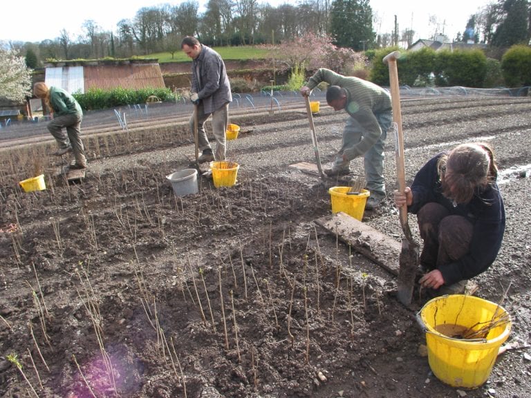 How To Grow Trees | A Complete Guide From TCV