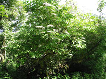 Elder - Grow a tree with TCV