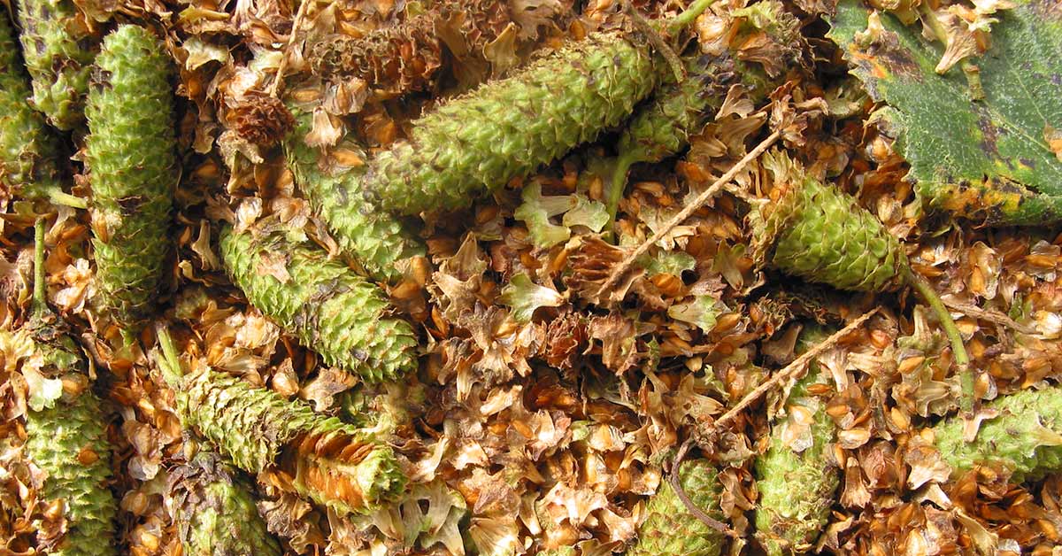 Downy birch - how to grow Downy Birch from seed | a guide from TCV