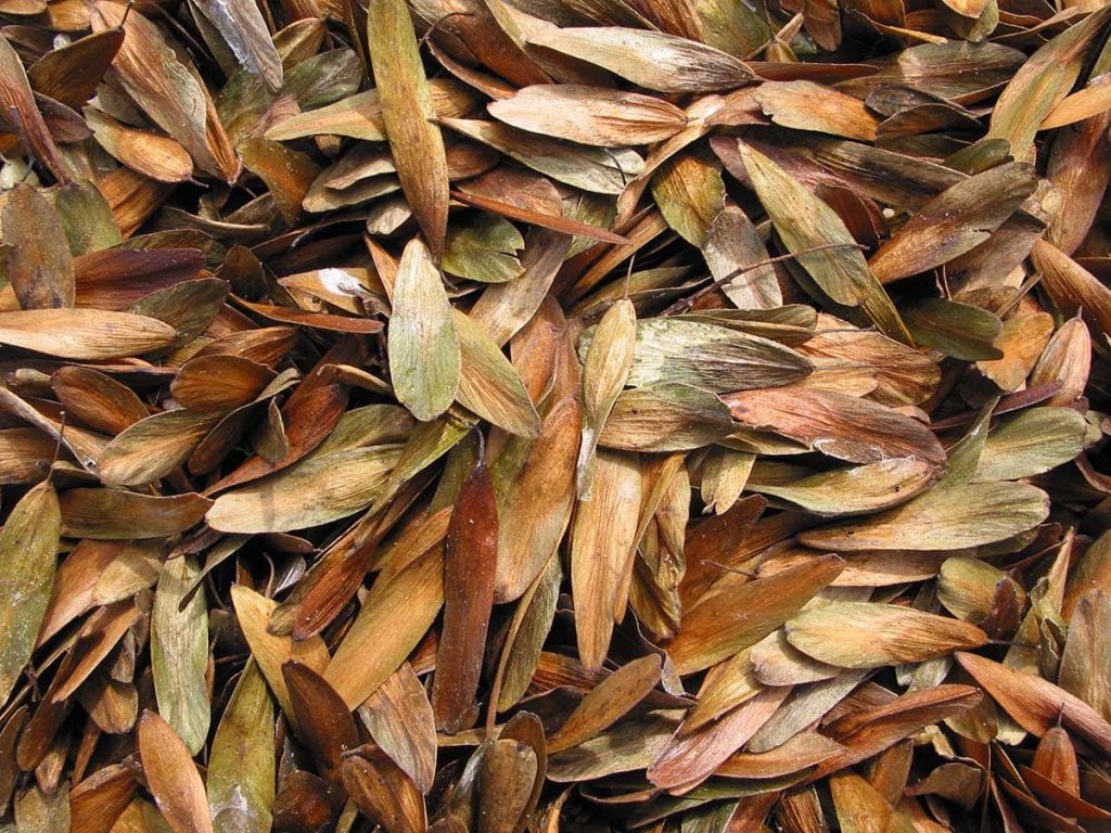 How to Extract Different Types of Tree Seed Ready to Grow