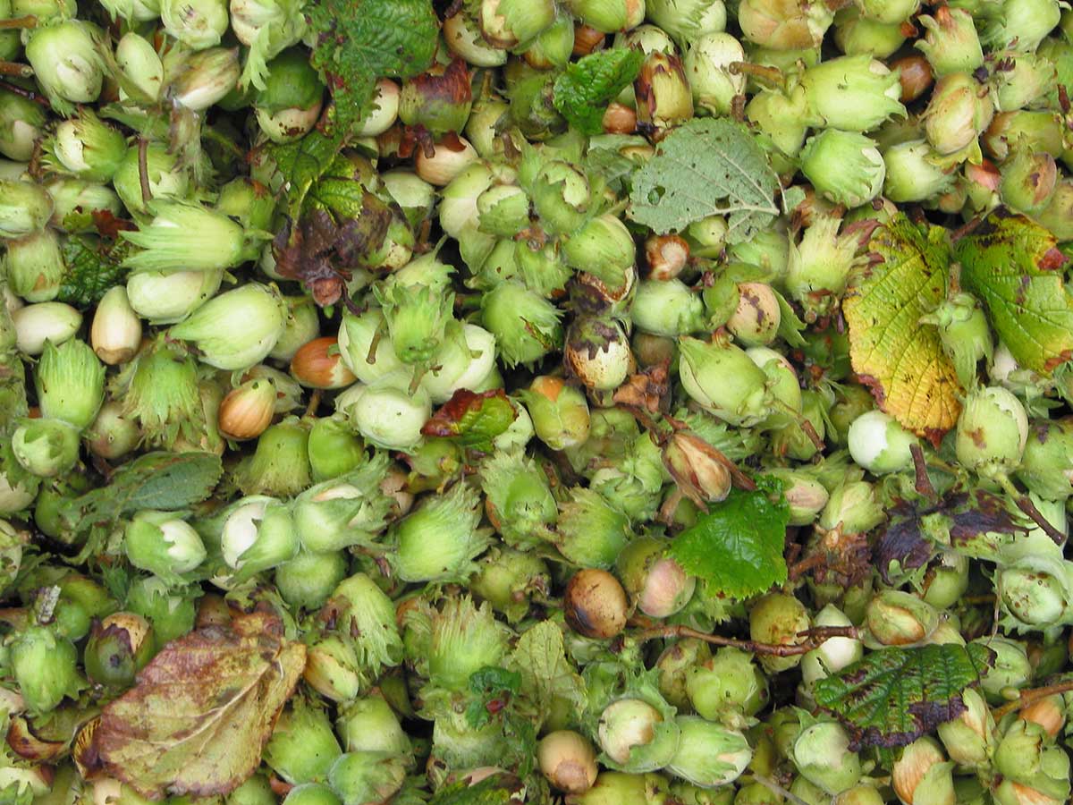 How to Extract Different Types of Tree Seed Ready to Grow