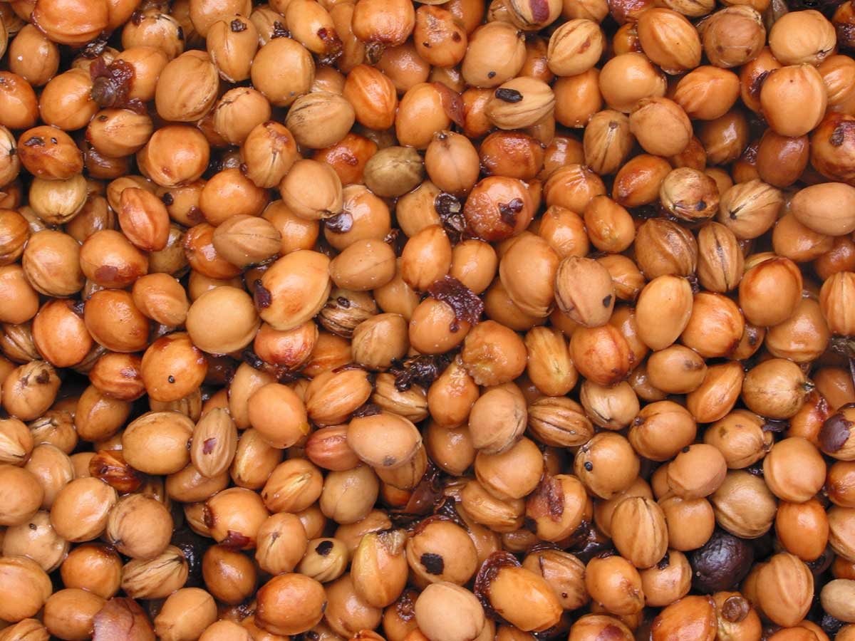 How to Extract Different Types of Tree Seed Ready to Grow