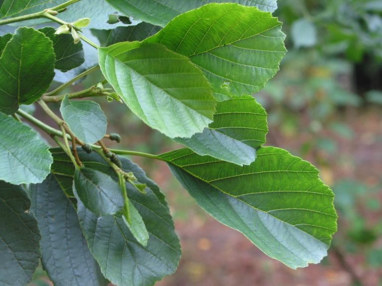 Alder - How To Grow Trees