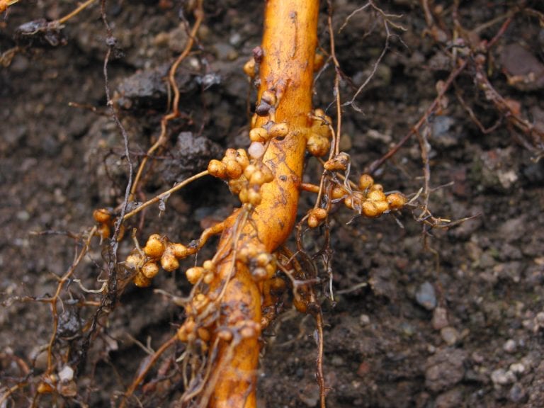 Alder - How To Grow Trees