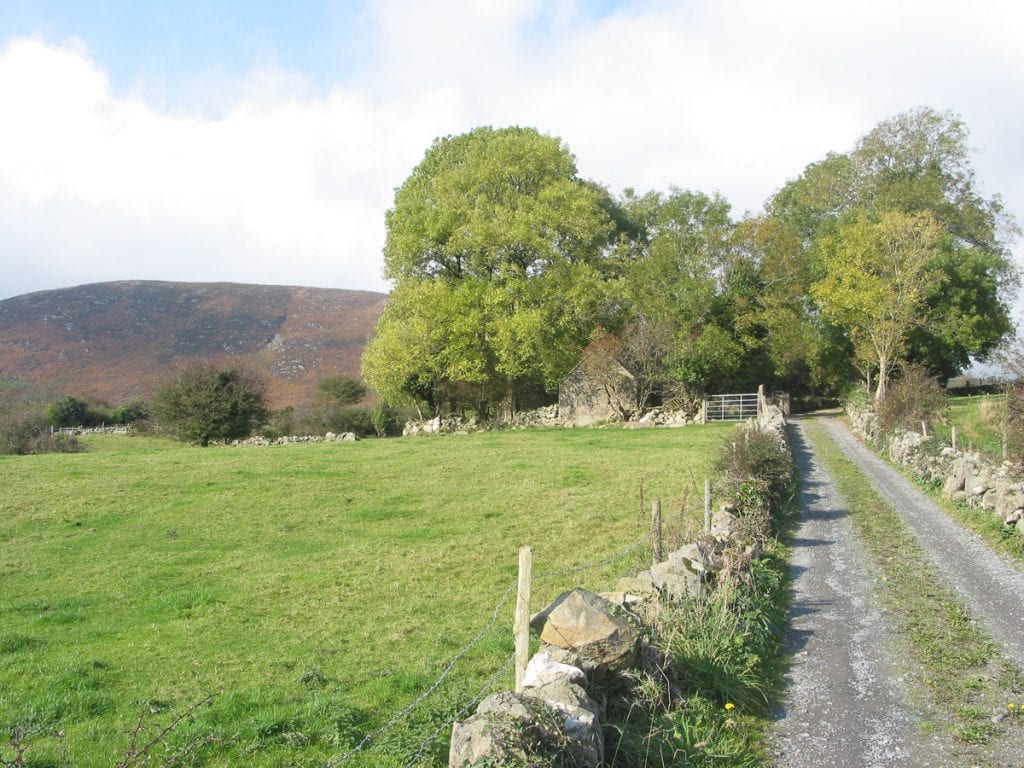 Ash - How To Grow Trees