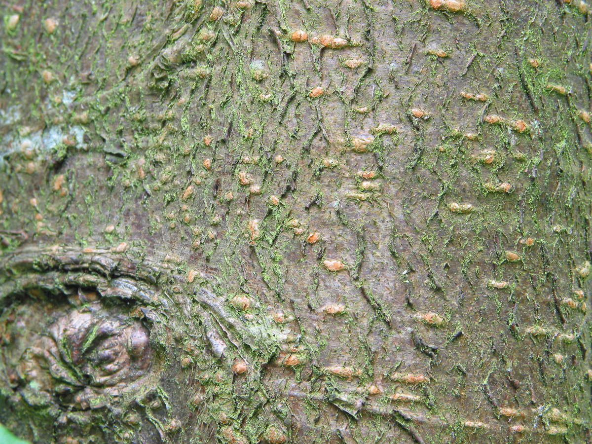 Bird cherry - How To Grow Trees