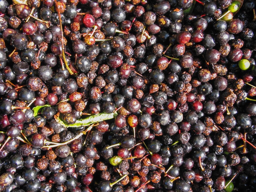 Bird cherry - How To Grow Trees