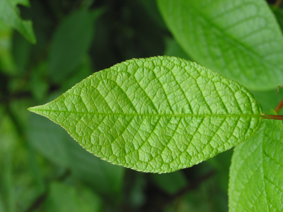 Bird cherry - How To Grow Trees