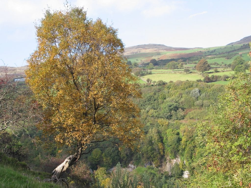 Downy birch - How To Grow Trees