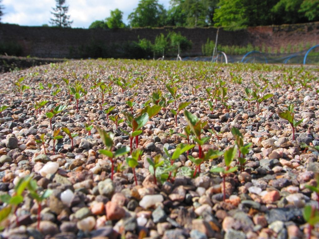 Sowing your tree seeds - How To Grow Trees