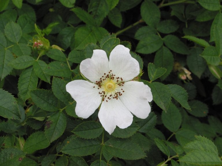 Dog rose - How To Grow Trees