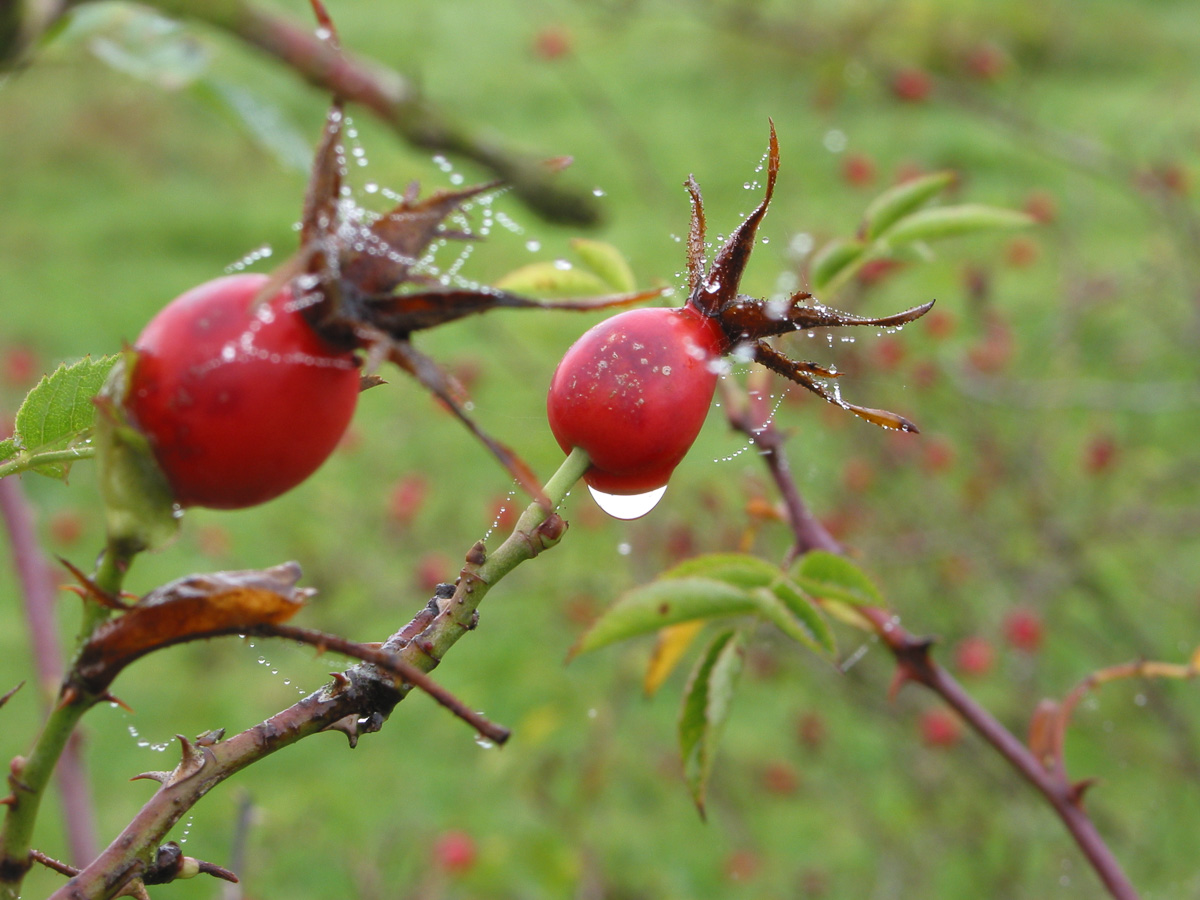 Dog rose - How To Grow Trees
