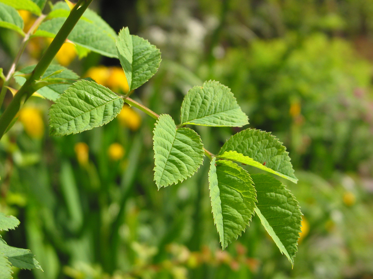 Dog rose - How To Grow Trees