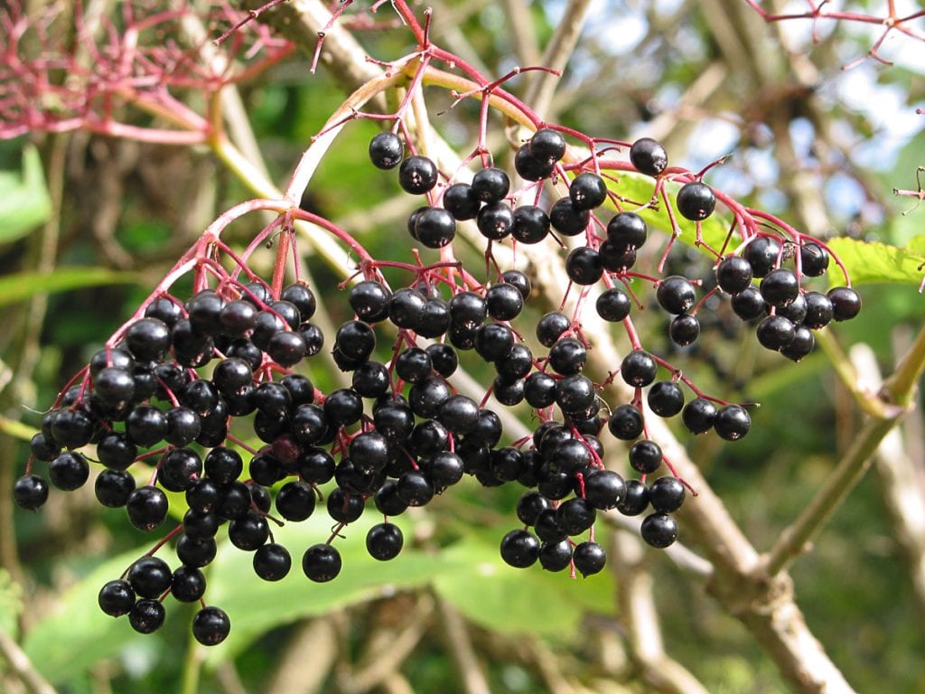 Elder (Sambucus nigra) | How to Identify Elder | A Guide from TCV