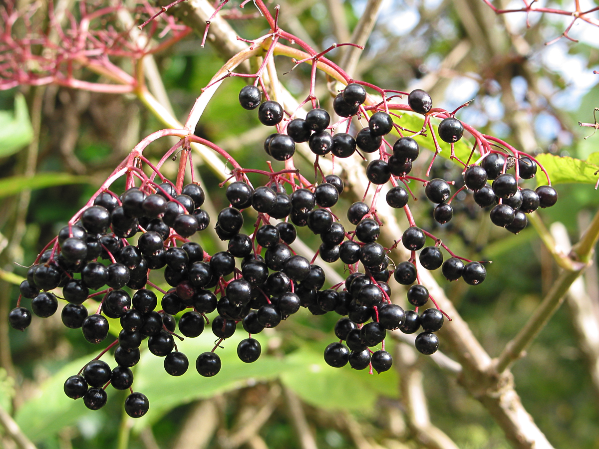 Elder (Sambucus nigra) | How to Identify Elder | A Guide from TCV