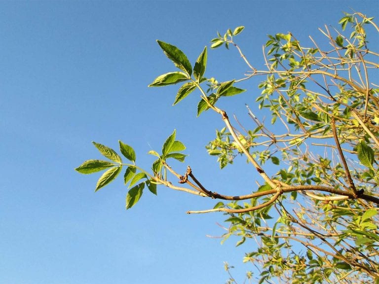 Elder (Sambucus nigra) | How to Identify Elder | A Guide from TCV