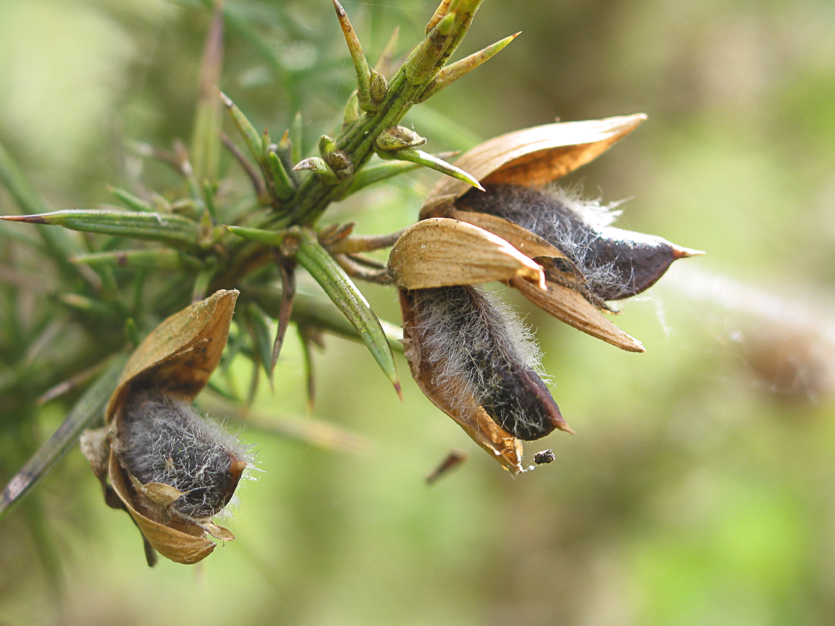 Gorse - How To Identify - A Quick and Easy Guide