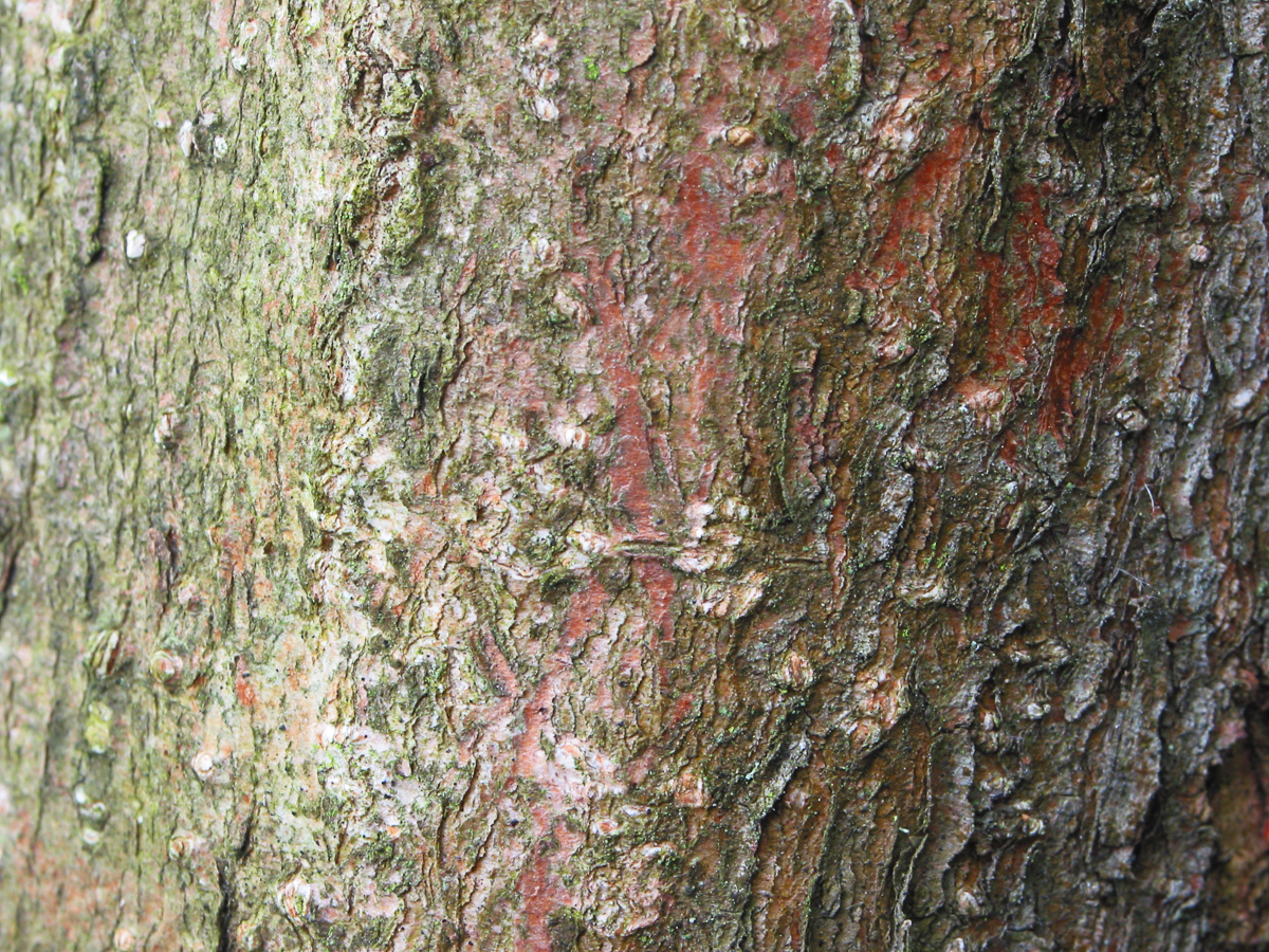 Guelder rose - How To Grow Trees