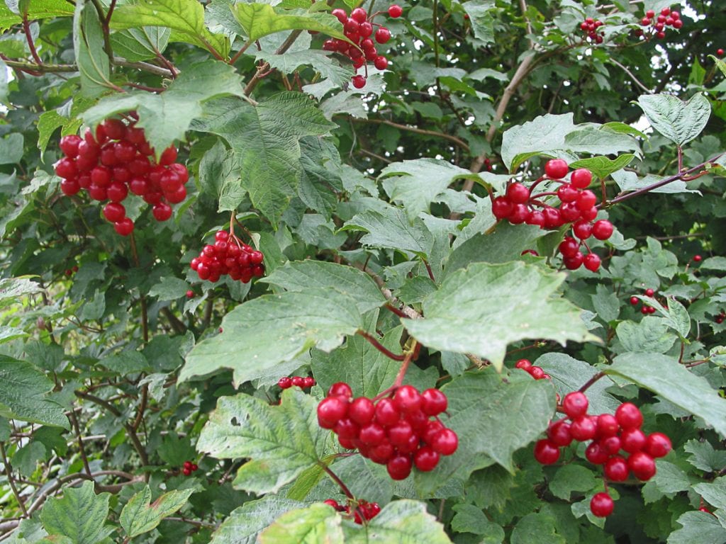 Guelder rose - How To Grow Trees