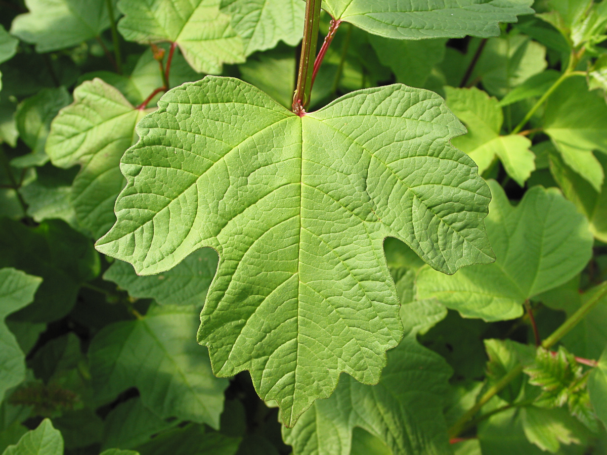 Guelder rose - How To Grow Trees