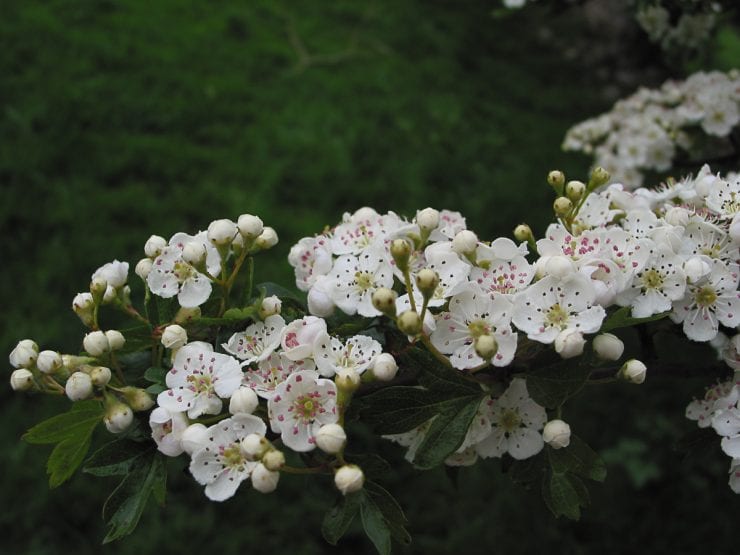 Hawthorn | How to Identify Hawthorn | A Guide from TCV