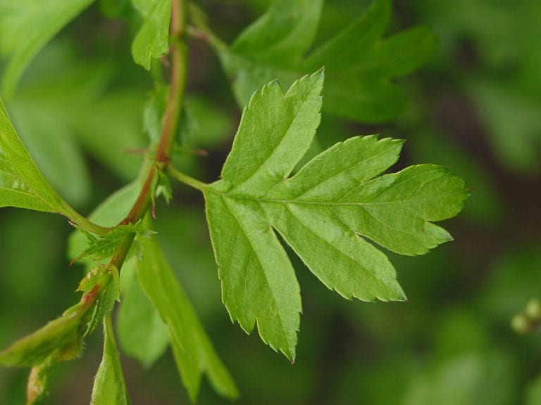 Hawthorn | How to Identify Hawthorn | A Guide from TCV