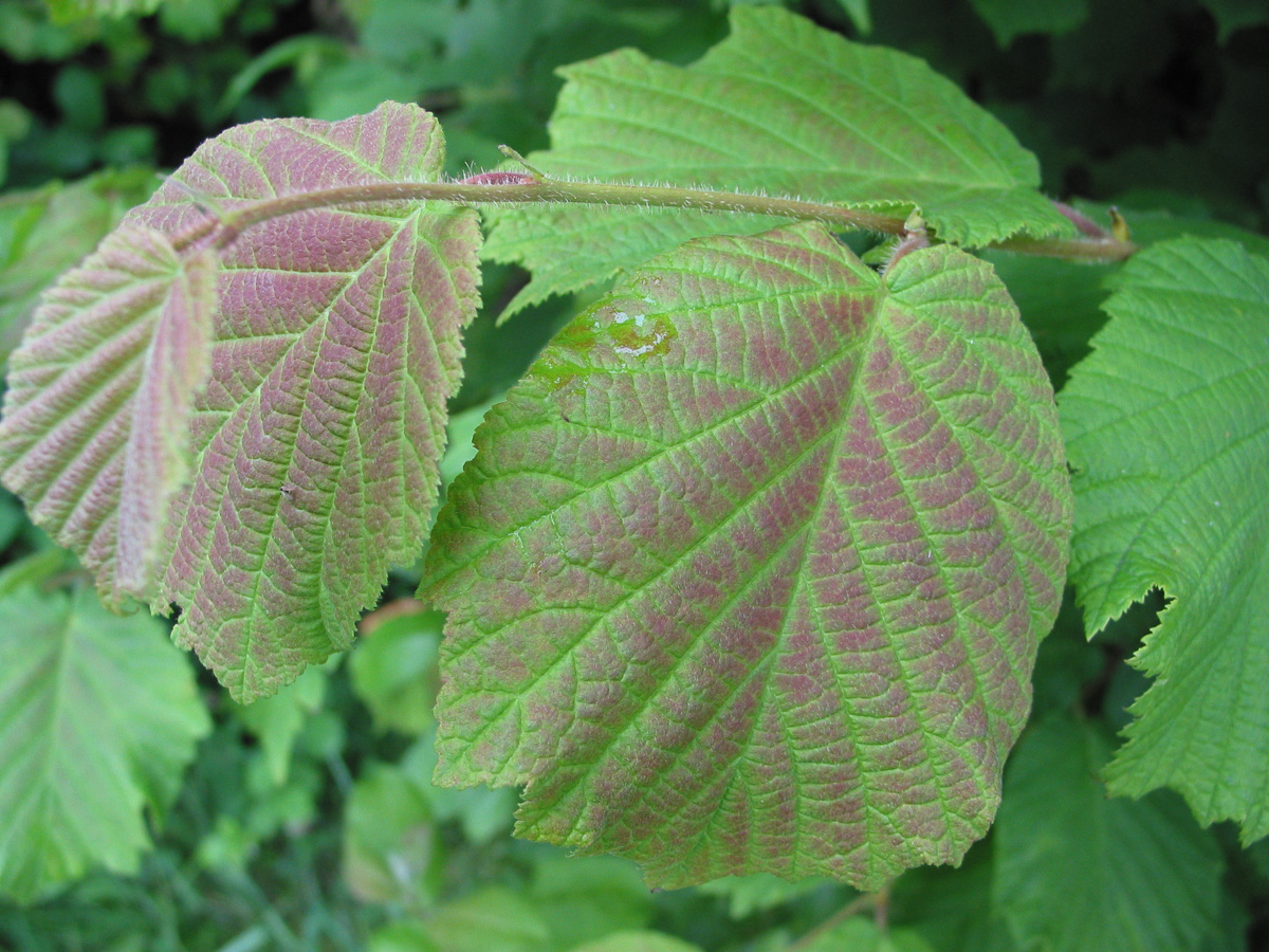 How to identify the hazel - an understorey tree in European woodland