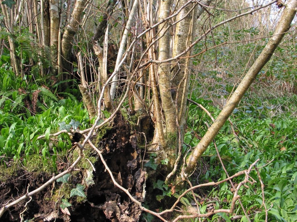 How to identify the hazel - an understorey tree in European woodland
