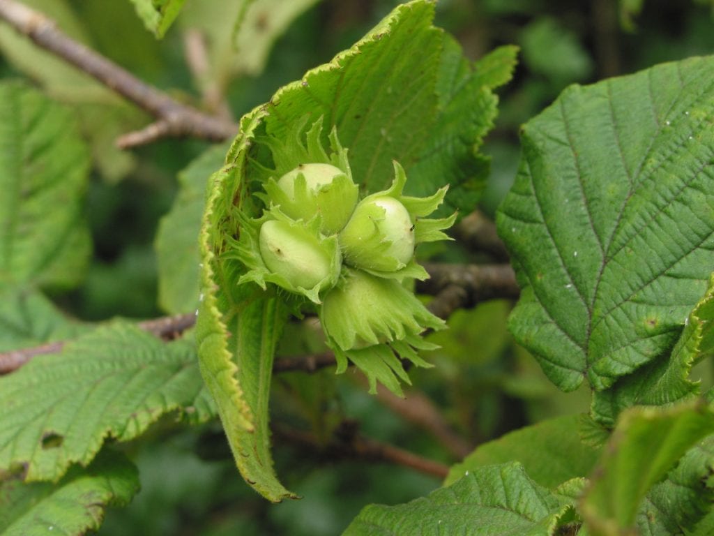 How to identify the hazel - an understorey tree in European woodland