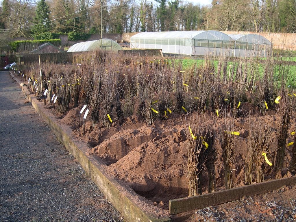 Transplanting - How To Grow Trees