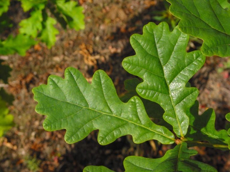 Pedunculate oak - How To Grow Trees