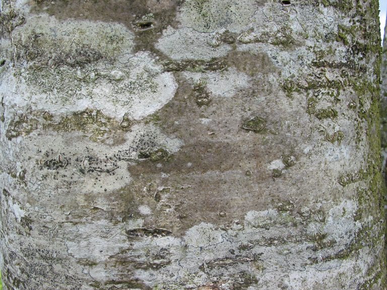 Rowan (Sorbus aucuparia) | How to Identify Rowan | A Guide from TCV