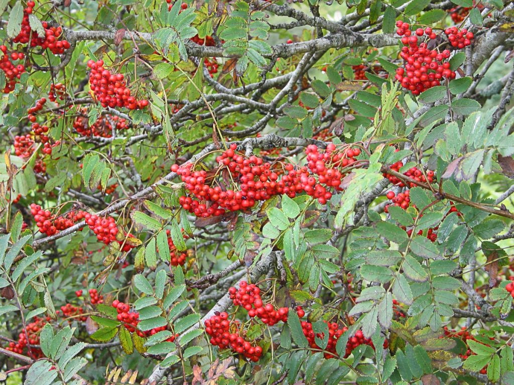 Rowan (Sorbus aucuparia) | How to Identify Rowan | A Guide from TCV