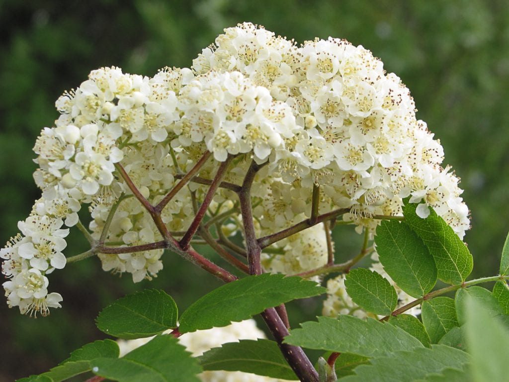 Rowan (Sorbus aucuparia) | How to Identify Rowan | A Guide from TCV