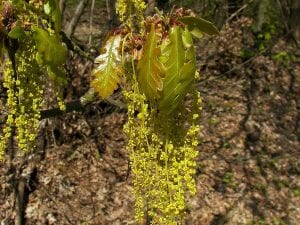 Sessile oak - How To Grow Trees
