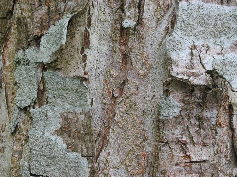 Wych Elm (Ulmus glabra) | How to Identify Wych Elm