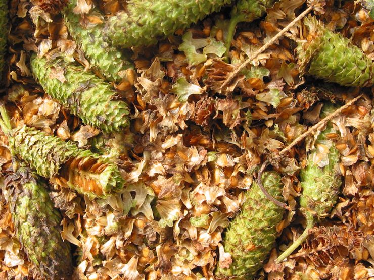 How To Grow Trees | A Complete Guide From TCV