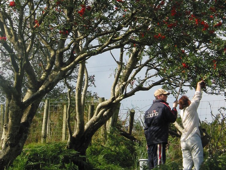 How To Grow Trees | A Complete Guide From TCV